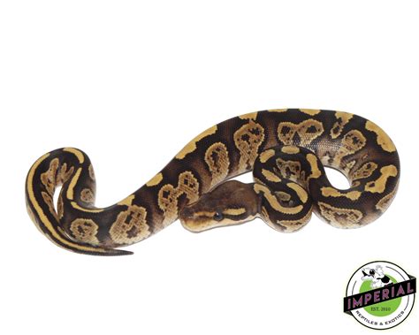 Blackhead Fire Ball Python For Sale Imperial Reptiles Imperial Reptiles And Exotics