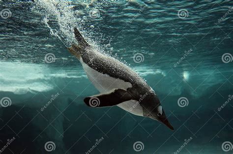 Gentoo Penguin Swim Underwater Stock Image Image Of Iceberg Gentoo