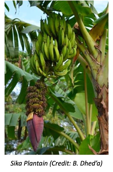 Types Of Plantains Plantains Prepared Two Ways Thrive Carolinas