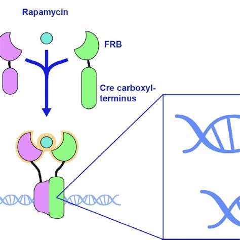 Conditional Control Of Transcription In P Falciparum Using The Dicre