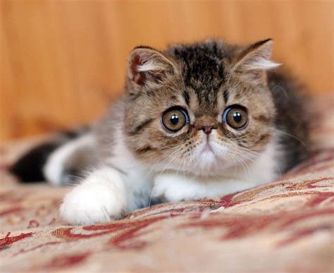 Exotic Shorthair Cat I Love Their Stubby Little Faces Cute Cats And