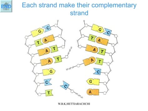 Nucleic Acid Replication English Version Ppt