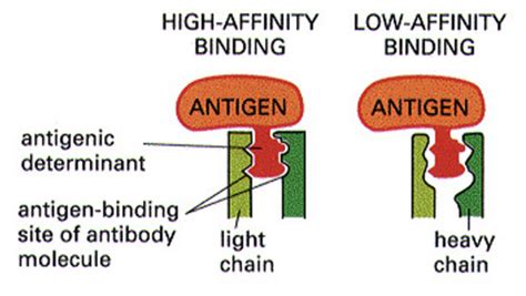 Somatic Hypermutation Class Switching And Antibody Functions Flashcards Quizlet