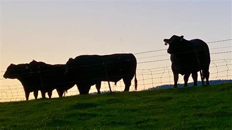 Excitement Over New Angus Selection Indexes Stellar Livestock