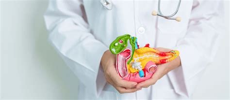 25908개의 Anatomy Small Intestine 이미지 스톡 사진 3d 오브젝트 벡터 Shutterstock