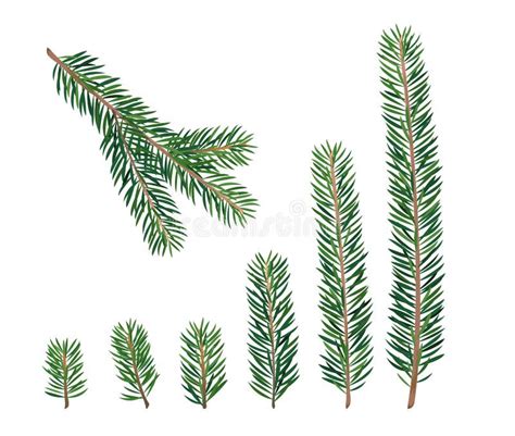Set Of Spruce Twigs Isolated Illustration Stock Vector Illustration