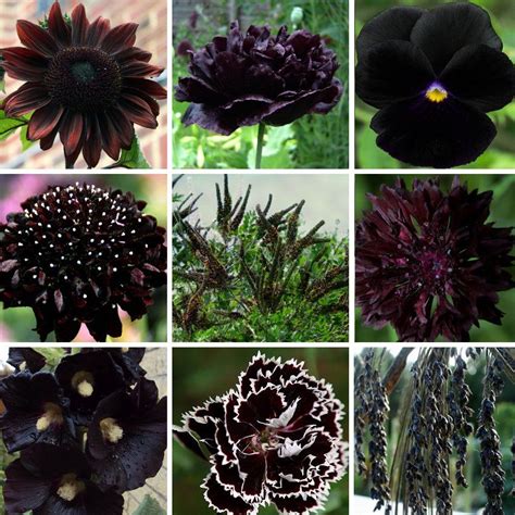 Naturally Black Flowers