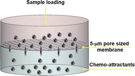Schematic Representation Of The Transwell Migration Chamber For