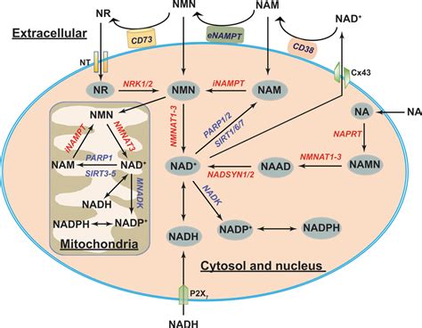 Nad Vs Nadh Complete Comparison Of Functions And Benefits