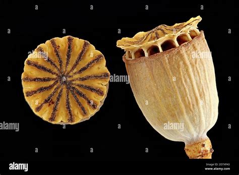 Mohn Samen Kapsel Fotos Und Bildmaterial In Hoher Auflösung Alamy