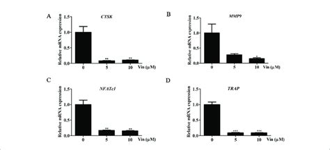 Vin Reduced The Expression Of Osteoclast Marker Genes A D