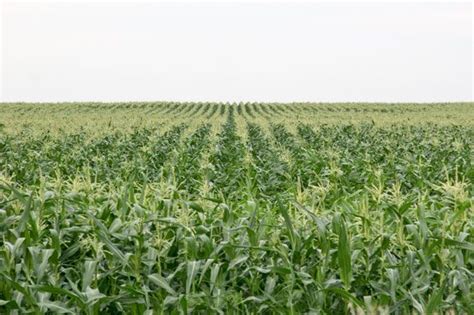 Estimating Corn Silage Harvest Ag Proud