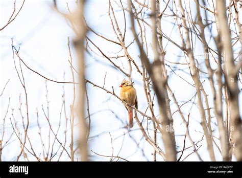 One Fluffed Puffed Up Angry Female Red Northern Cardinal Cardinalis