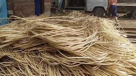 Rotan Harta Alam Indonesia Yang Mendunia Pesawaran Inside