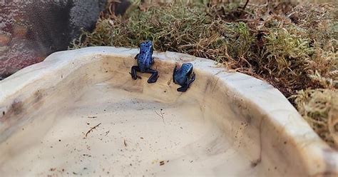 Poison Dart Frogs Album On Imgur