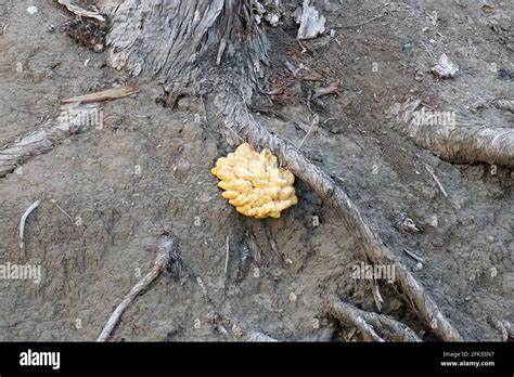 Fungus Mushroom Tree Stump Hi Res Stock Photography And Images Alamy