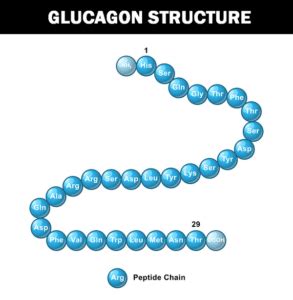 Glucagon Hormone Structure Functions And Its Regulation