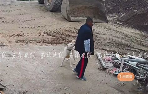 监控视频曝光！光天化日，男子竟溜进院子偷狗澎湃号·媒体澎湃新闻 The Paper