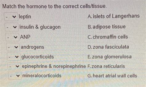 Solved Match The Hormone To The Correct Cells Tissue Leptin Chegg