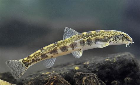 Щиповка, рыба семейства вьюновых, Cobitis taenia