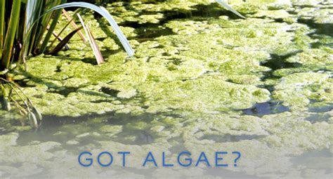 What Is Algae And How Does It Affect Pond Water Quality