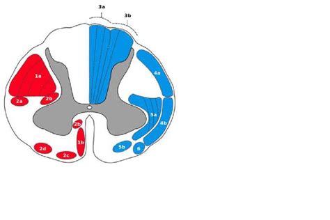 Neuroanatomie Diagram Quizlet
