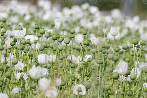 White Poppy Flower Field In Burdur White Flower Field 53029271 Stock