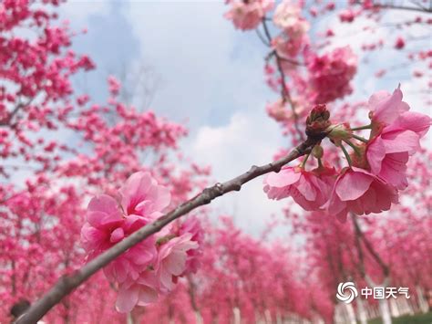 春光樱你而来云南昆明樱花季开启 樱花烂漫盛放 图片频道