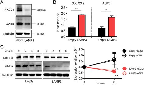 Lamp3 Promotes Degradation Of Nkcc1 And Aqp5 In Vitro Hsg Cells Were