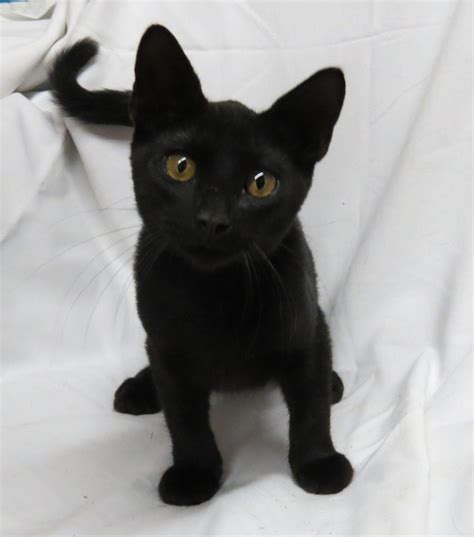 Black Male Kitten For Adoption Ark Mccurtain County Oklahoma