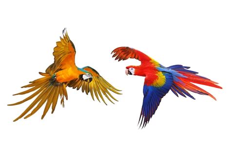 Premium Photo Colorful Macaw Parrots Isolated On White