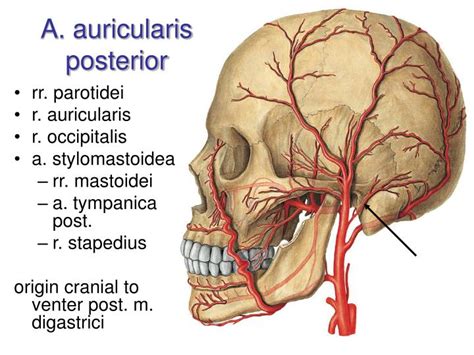 Ppt Arterial System Systema Arteriarum Powerpoint Presentation Id