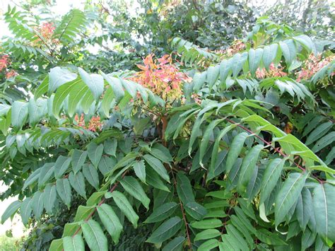 Tree Of Heaven Killer At Matthew Workman Blog