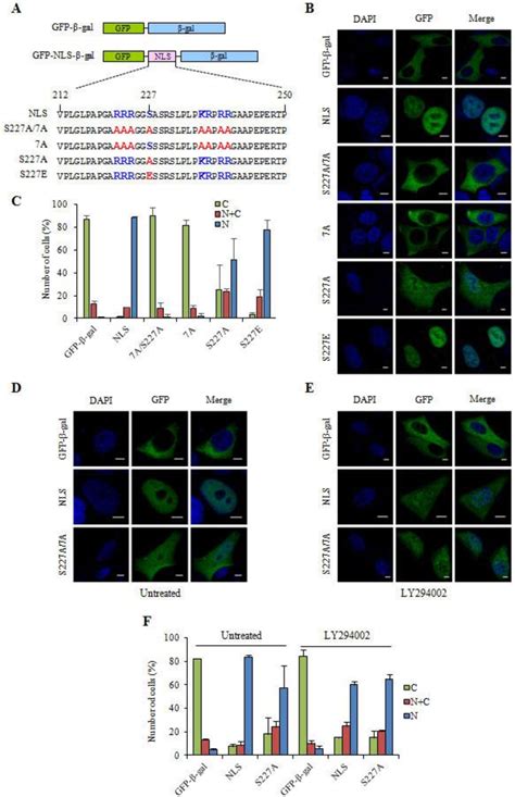 Figure 1 From Akt Mediated Phosphorylation Increases The Binding