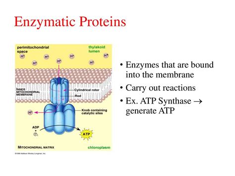Cells Active And Passive Transport Ppt Download