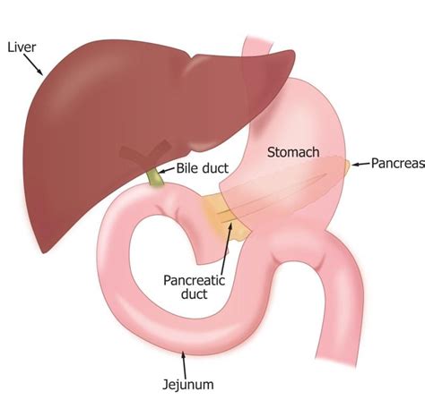 Pancreas Anatomy Uncinate