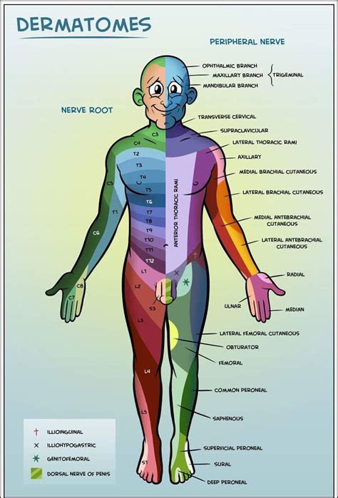 Dermatomas Medical Physical Therapist Assistant Physical Therapy