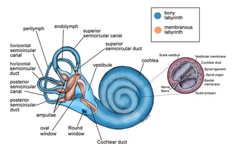 Vestibular Physiology Vestibular Disorders