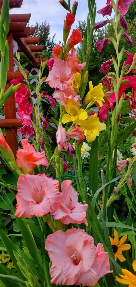 From My Small Garden My Beautiful Gladiolus Flowers Gladiolus