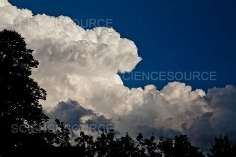 Cumulus Congestus Clouds Over Trees Stock Image Science Source Images