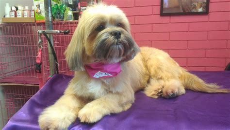 Welcome To Darwin Pet Spa Dog And Cat Grooming Darwin Darwin Pet Spa