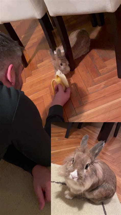 Tata Vidi Zec 😂nesabridzis Nesabridzisstandup Standup