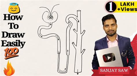 How To Draw Nephron Step By Step For Beginners YouTube