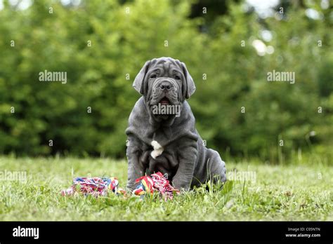 Mastino Napoletano Puppy Stock Photo Alamy