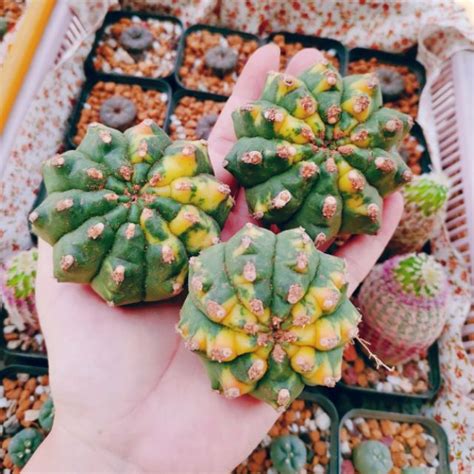 Offset root Gymno 锦侧芽根 Succulent Cactus Shopee Malaysia