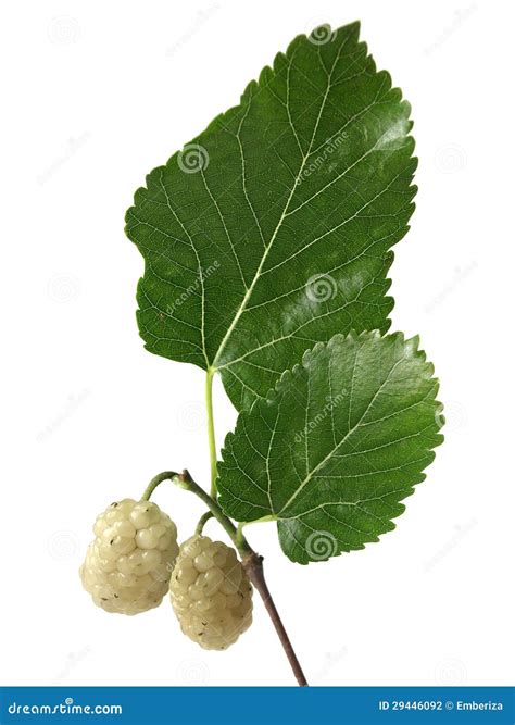Белая шелковица (Morus Alba) Стоковое Фото - изображение насчитывающей ...