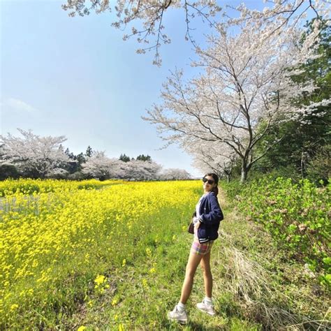 한국 여행지 녹산로 실시간 제주 벚꽃 가시리 녹산로 유채꽃 도로 네이버 블로그