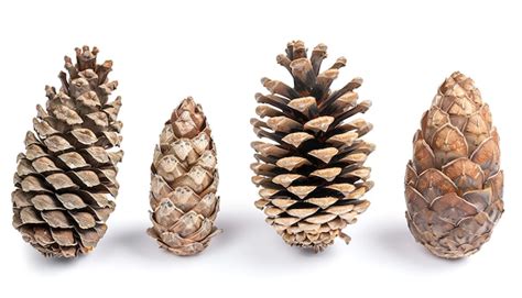 Fir Cones Isolated On White Background Closeup Premium Ai Generated Image