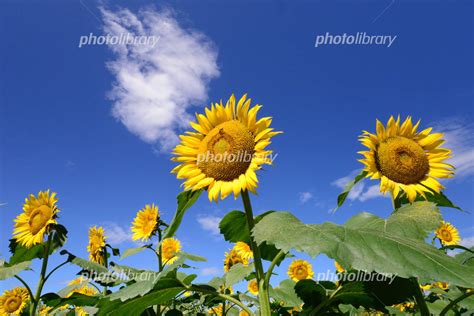 Photolibrary