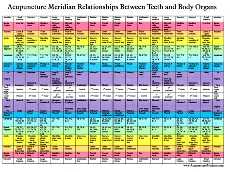 Meridian Chart Holistic Dental Wellness